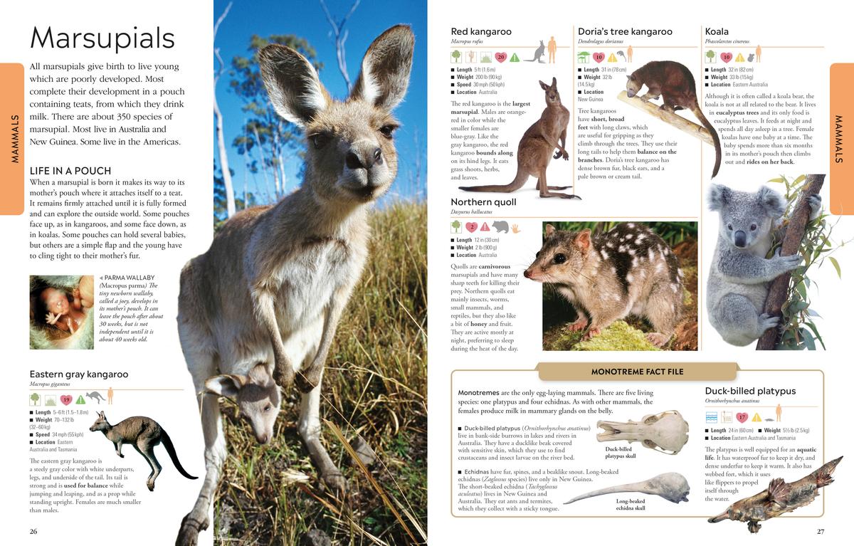 Encyclopedia Images Of Animals Animals: A Visual Encyclopedia: DK