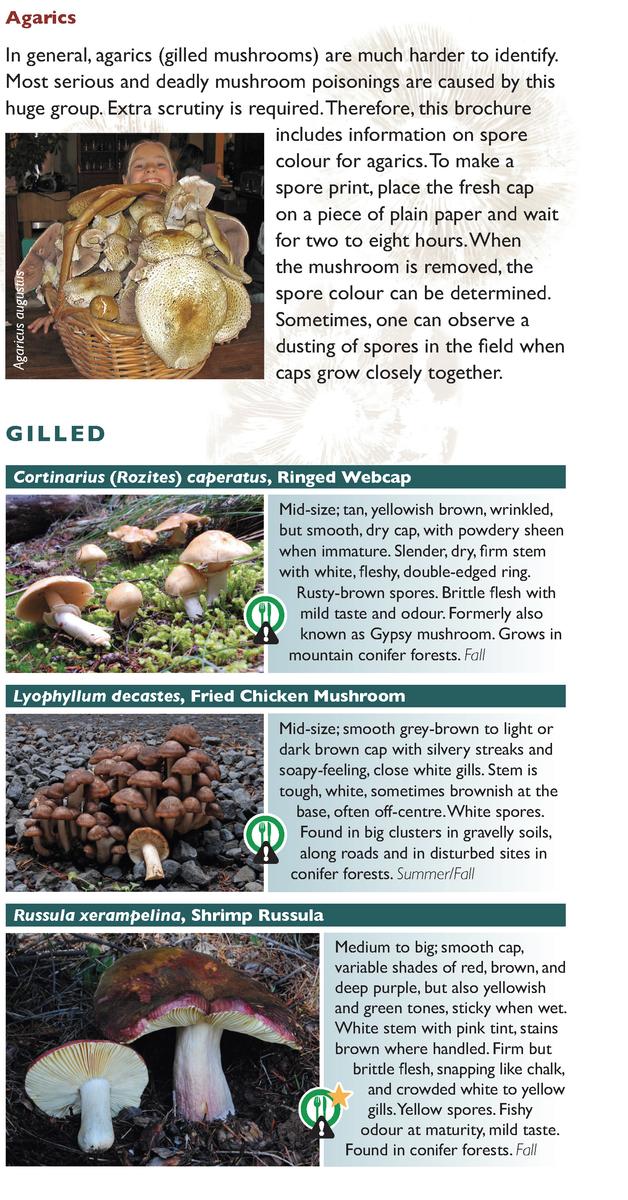 Identify Mushrooms Field Guide Mushroom ID Help – Cascade