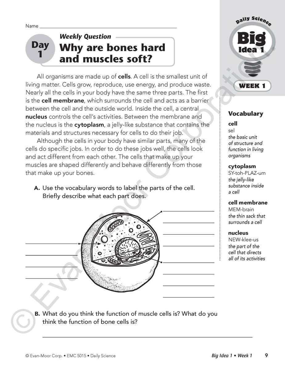 Evan-Moor Daily Paragraph Editing, Grade 5 Student Edition Workbook