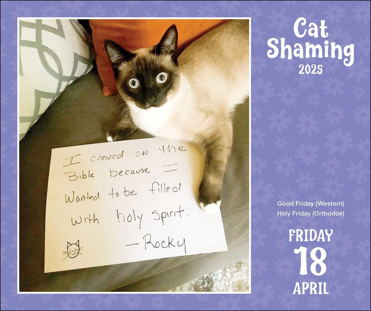 Cat Shaming Site Cat Shaming 2022 Boxed Desk Calendar 2022 | BIG W
